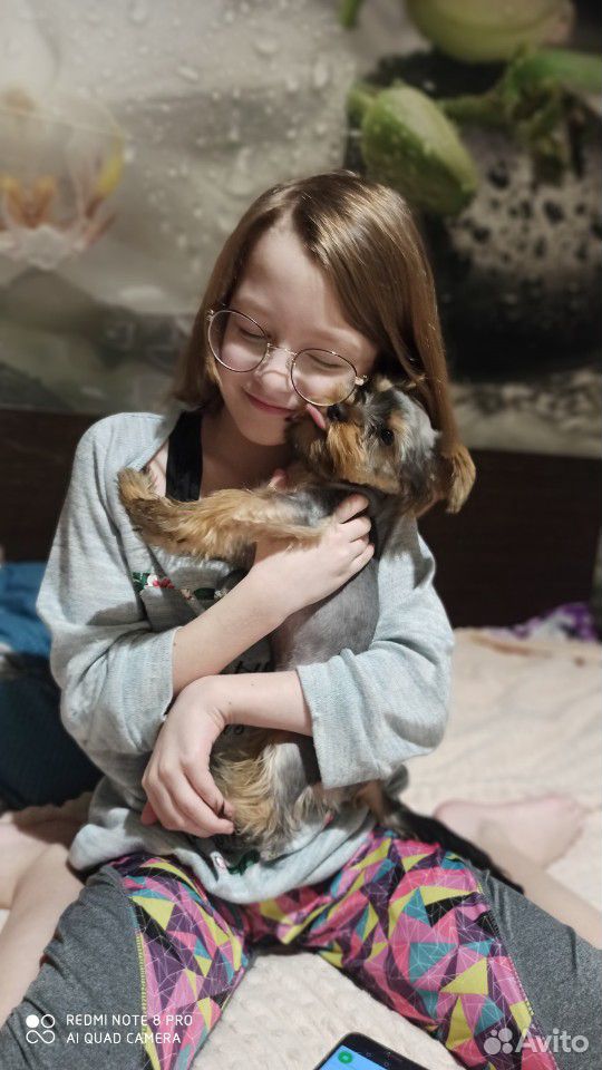 Еркширский терьер