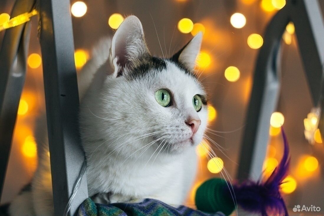 Котик Тушик, 2 года (из приюта)