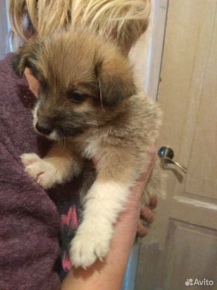 Щенульки красатульки