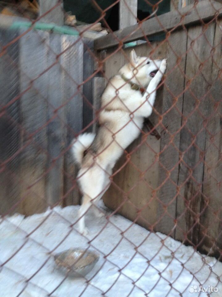 Отдам лайку