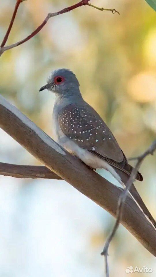 Бриллиантовая горлица