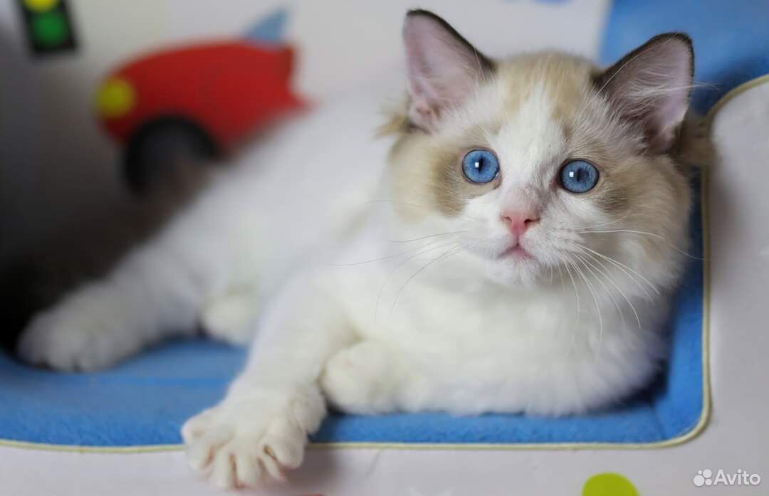 Кошка. рэгдолл