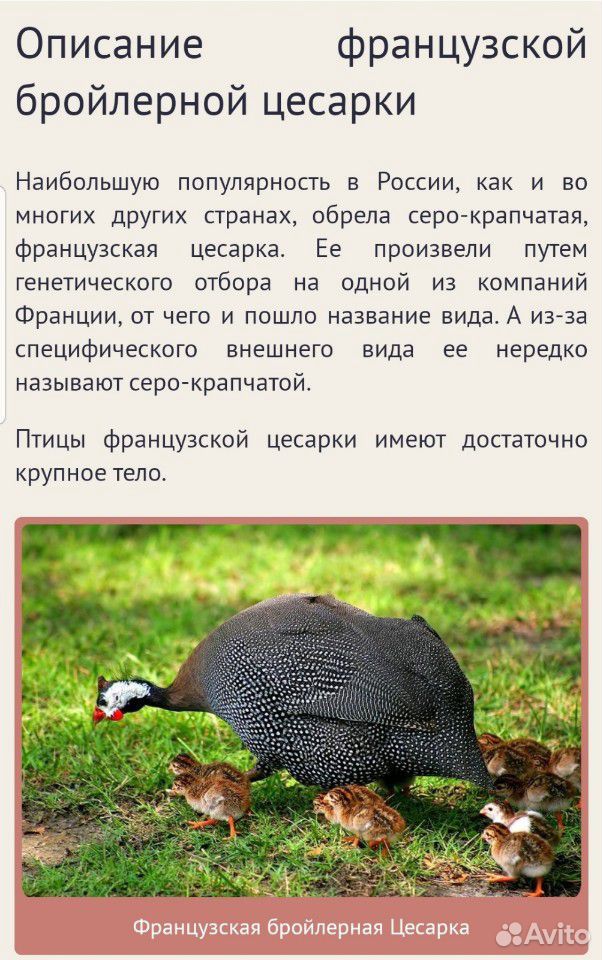 Цесарка бройлерная французская