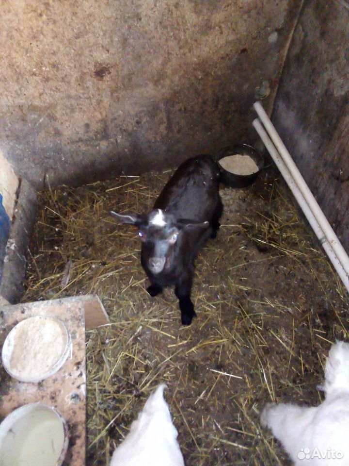 Продам козлят