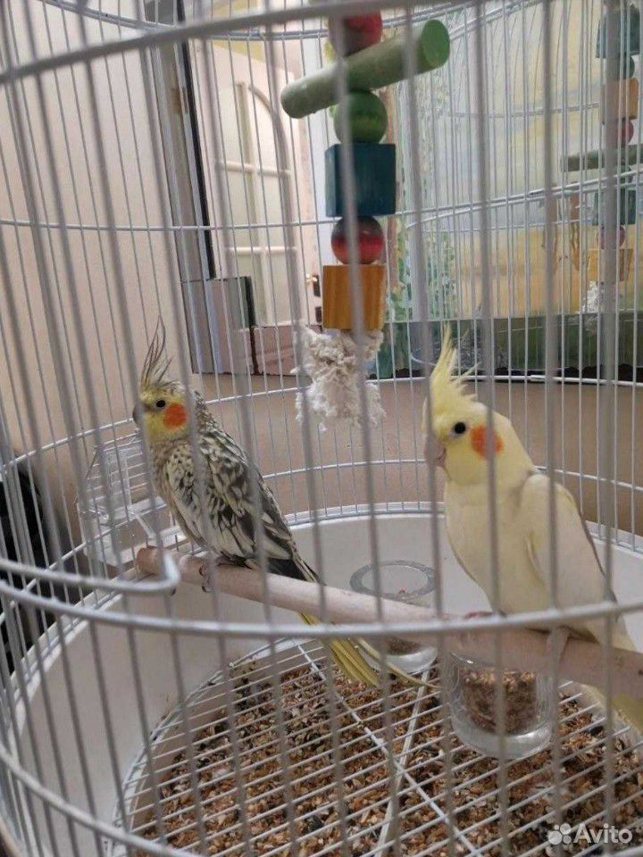 Попугаи нимфа-корелла пара