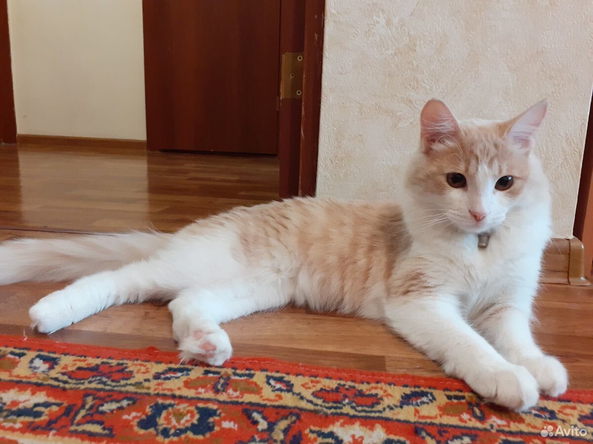 Котенок Мэйнкуна(метис)