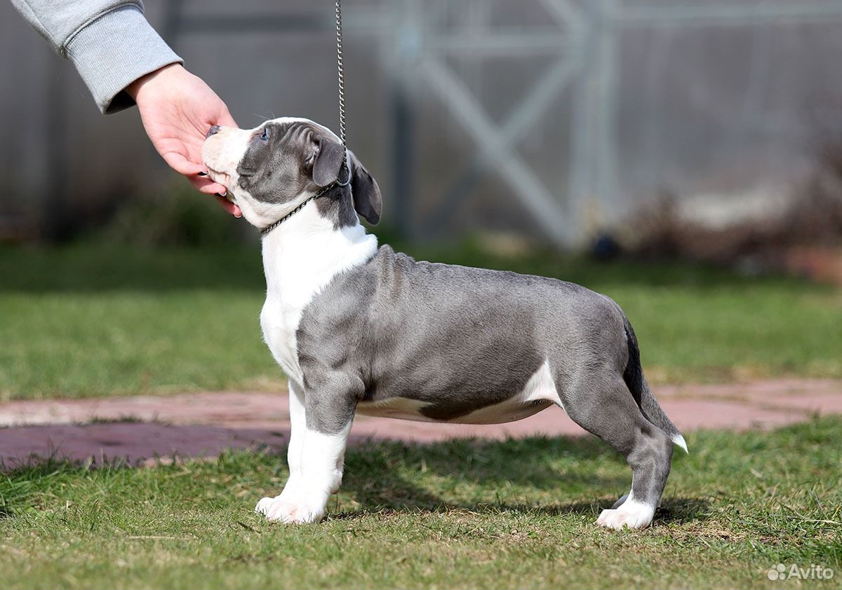 Девочка амстаффа 2 мес голубого окраса