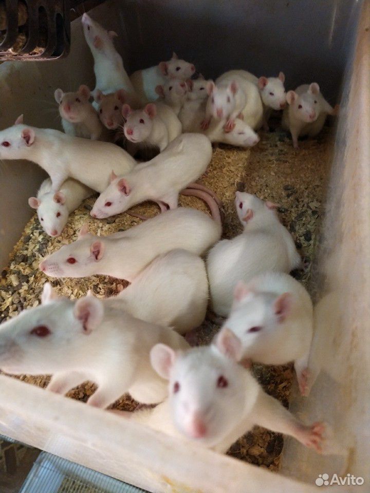 Кормовые крысы