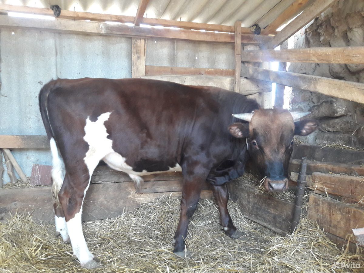 Продам бычка