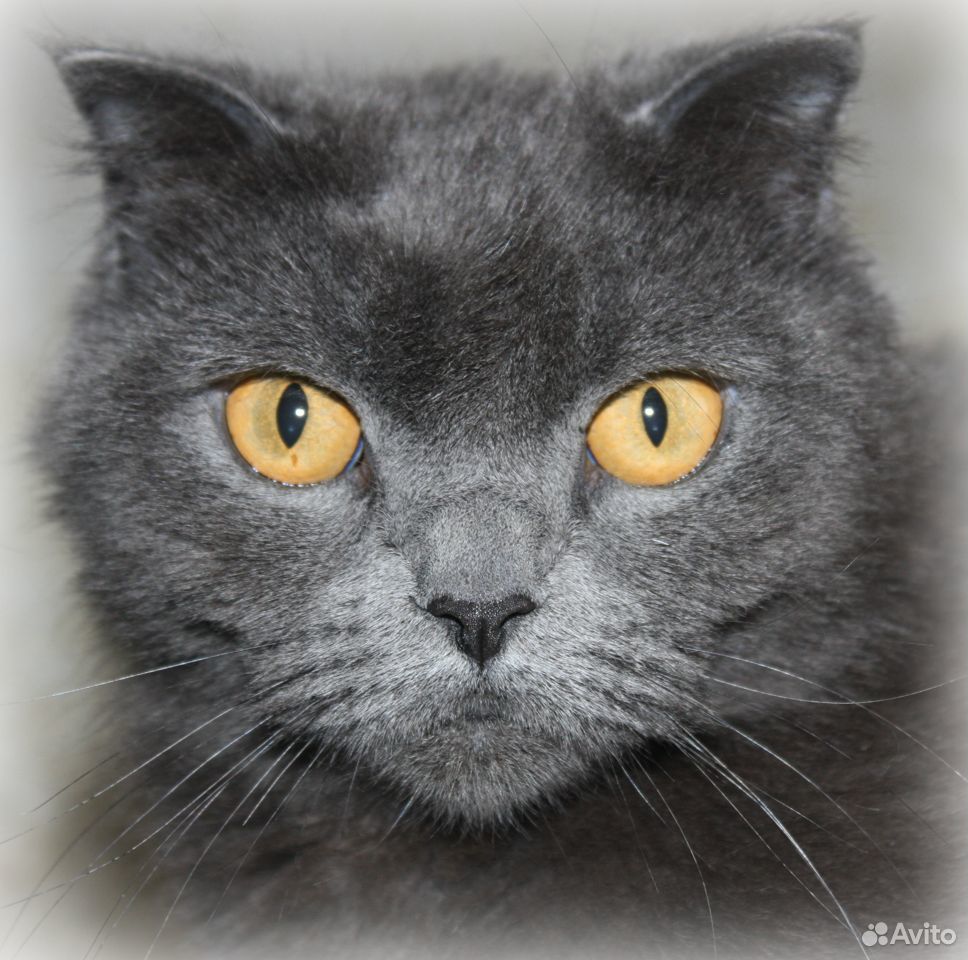 Фея в добрые руки