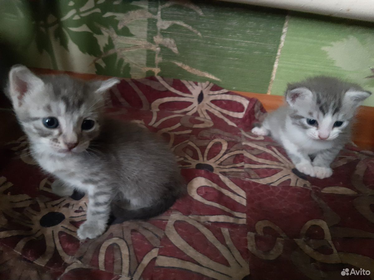 Кошка