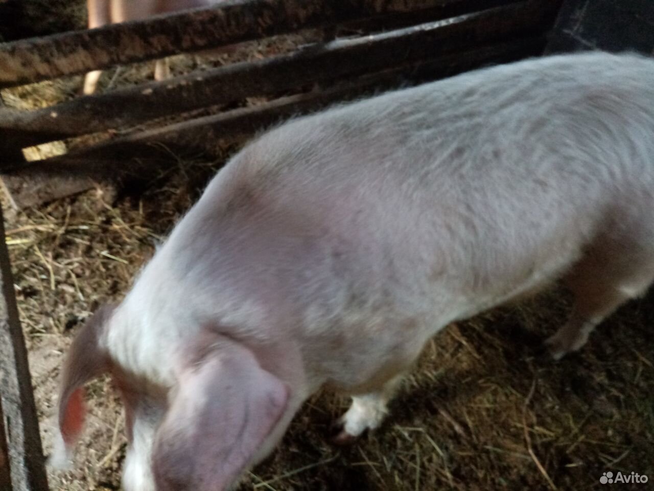 Свиноматка продажа-обмен