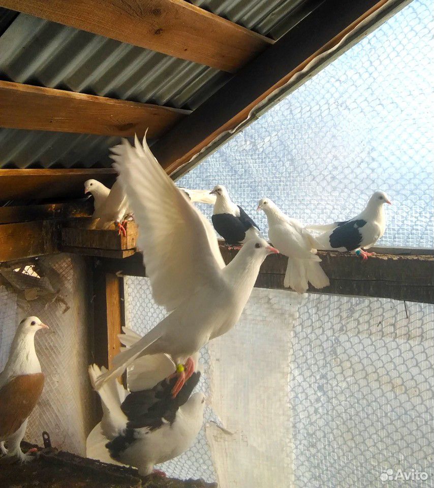 Голуби - игровая птица различных пород