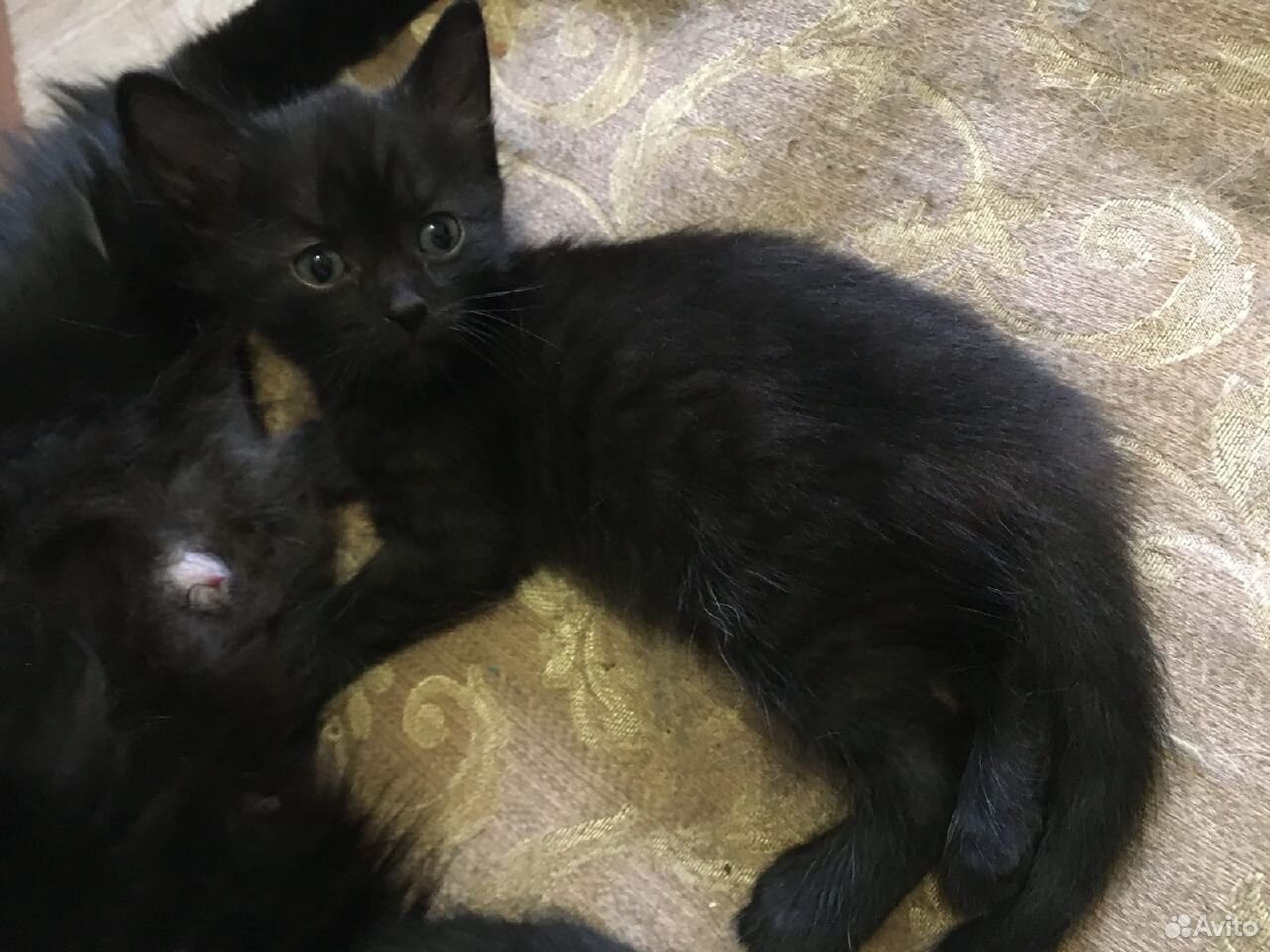 Черные котяки