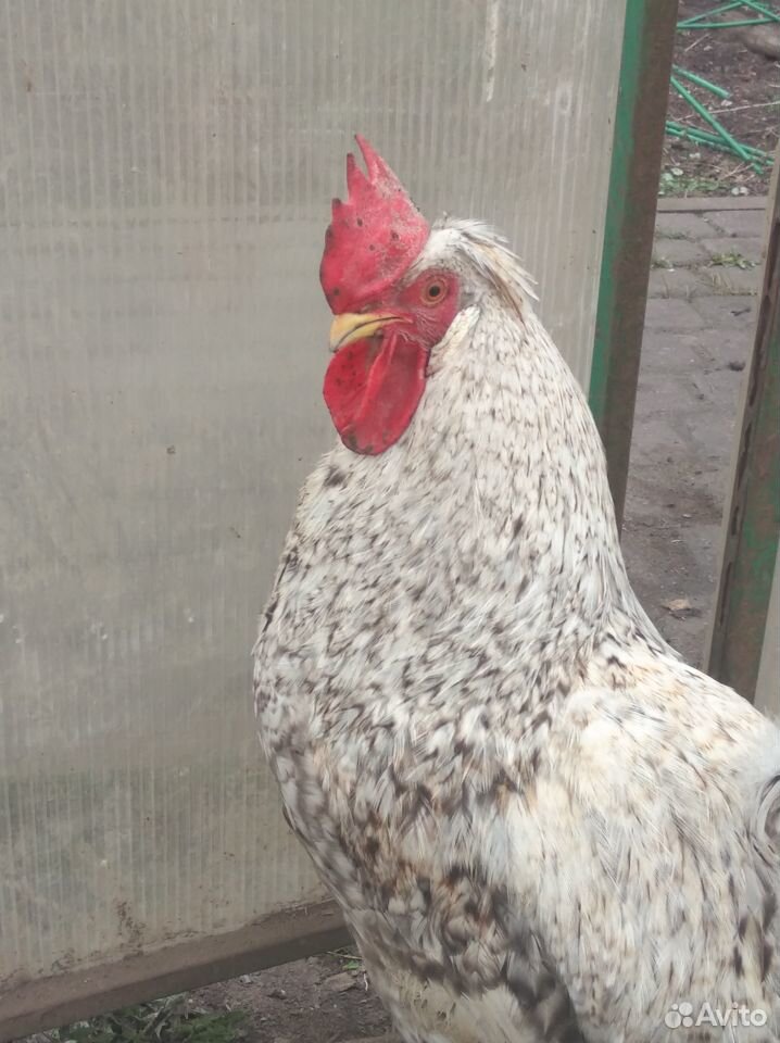 Легбар кремовый молодой петух