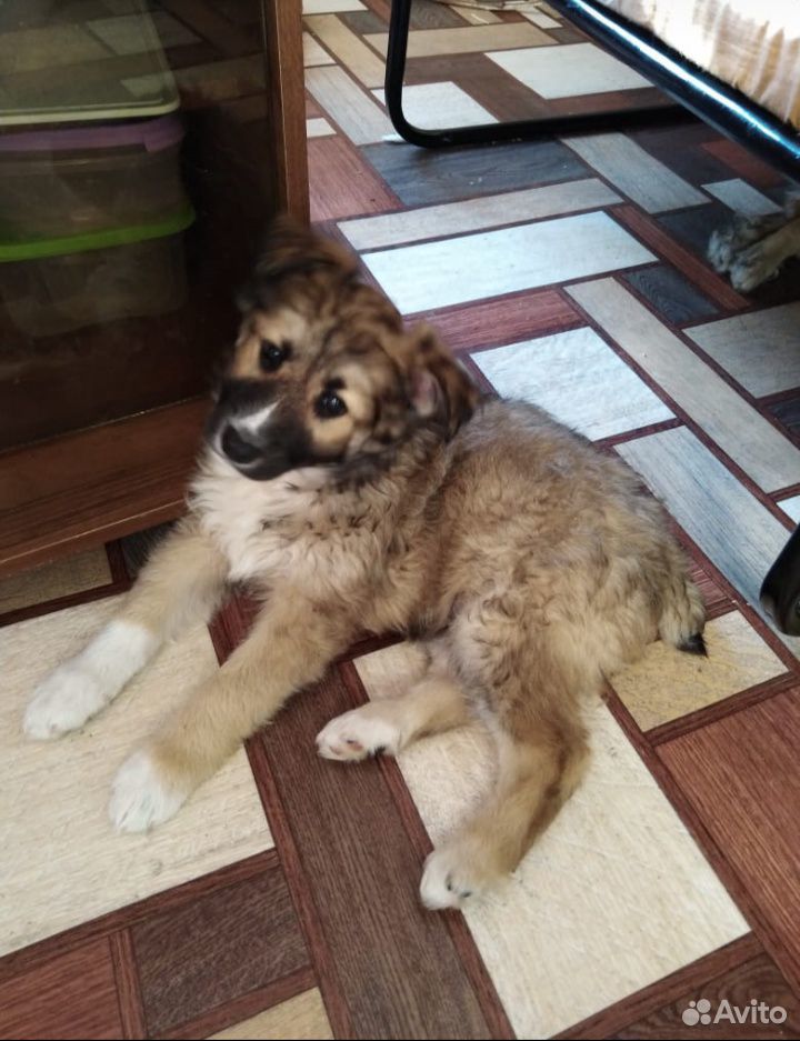 Няшный щеночек в добрые руки