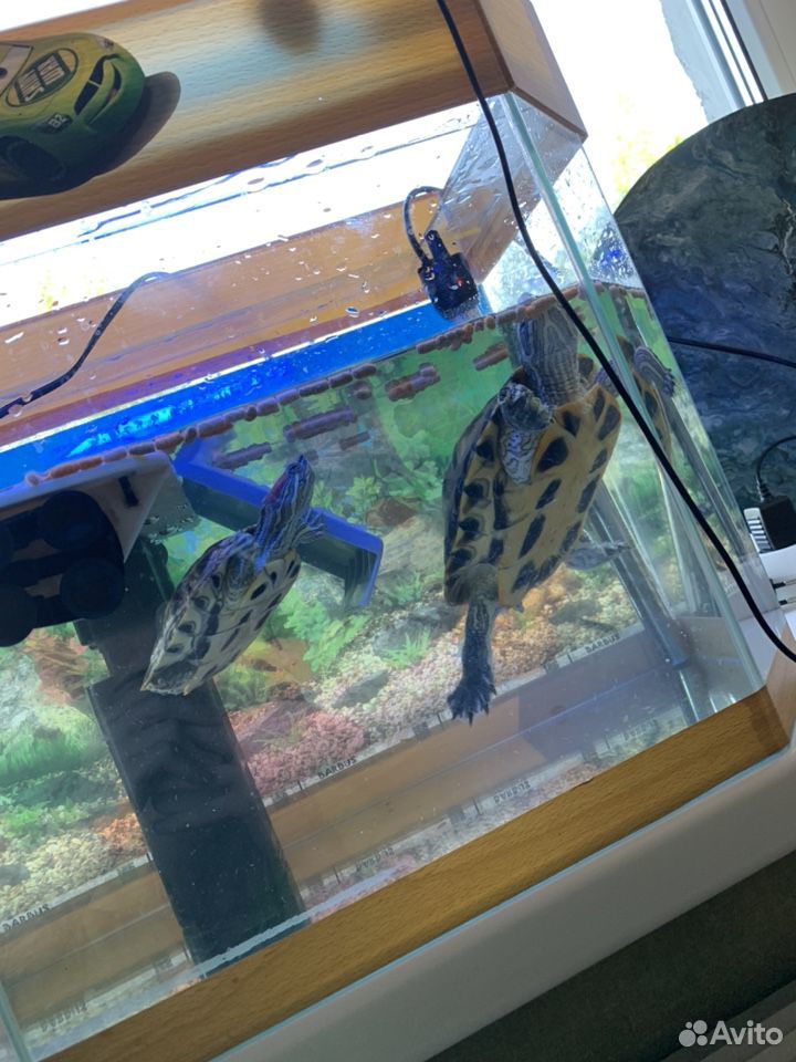 Черепаха красноухая