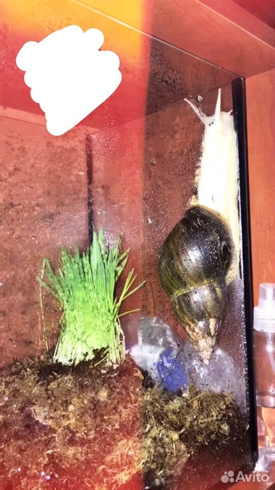 Улитка ахатина