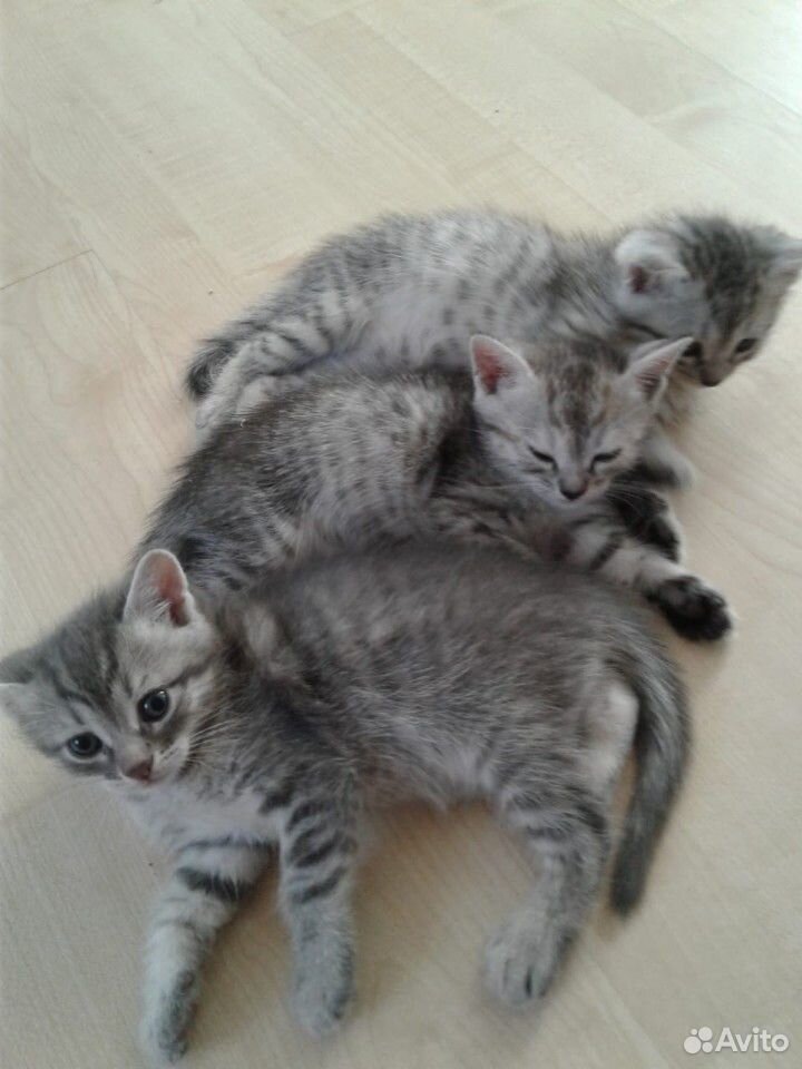 Котята помесь британцев