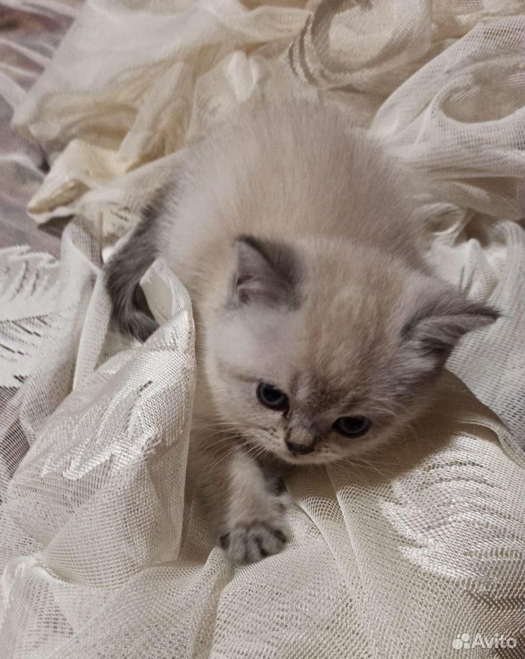Шотландский котенок, голубоглазая девочка