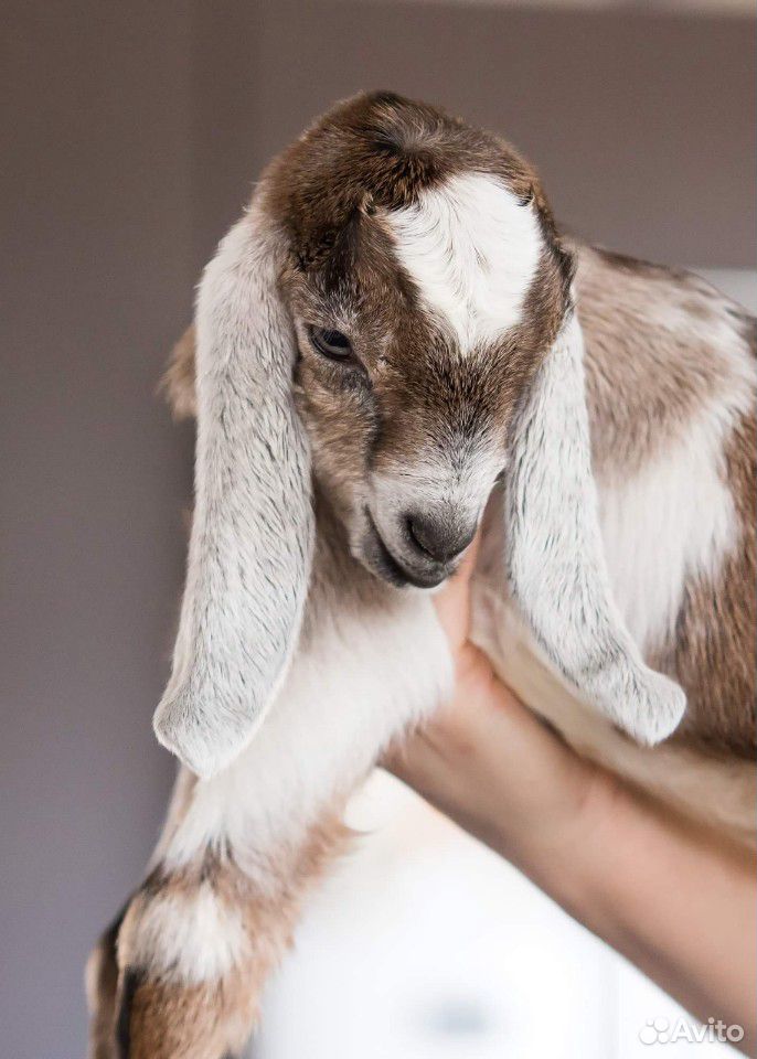 Нубийская козочка 100