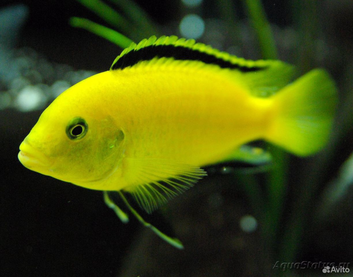 Рыбка Еллоу взрослая самец