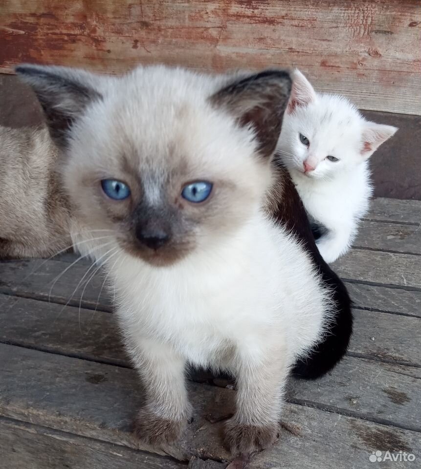Котята 1.5 месяца