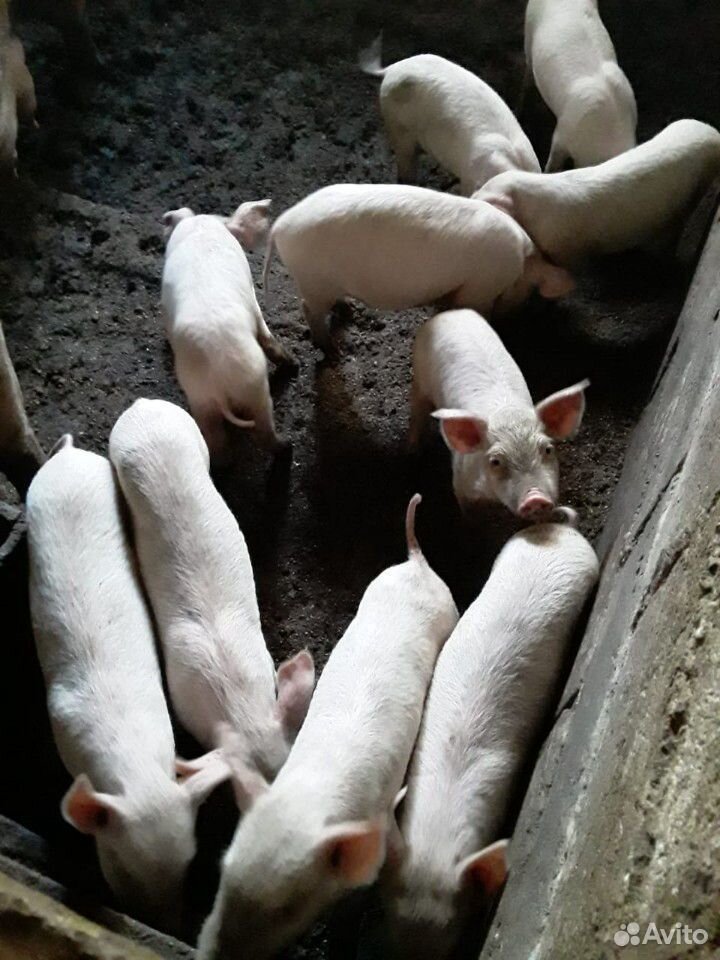 Поросенок ландрас+степная белая