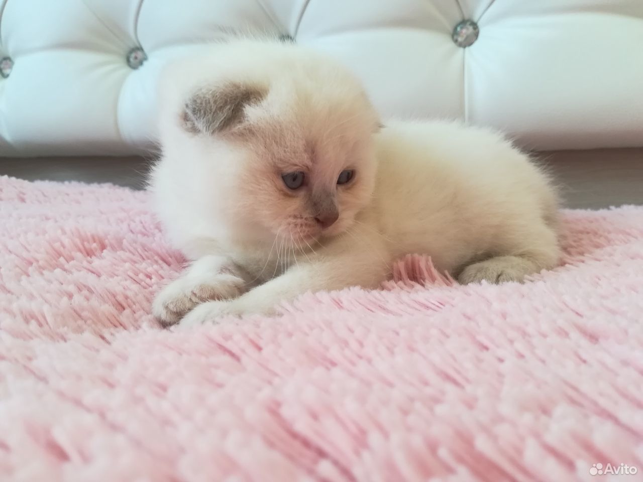 Котёнок лилак-поинт