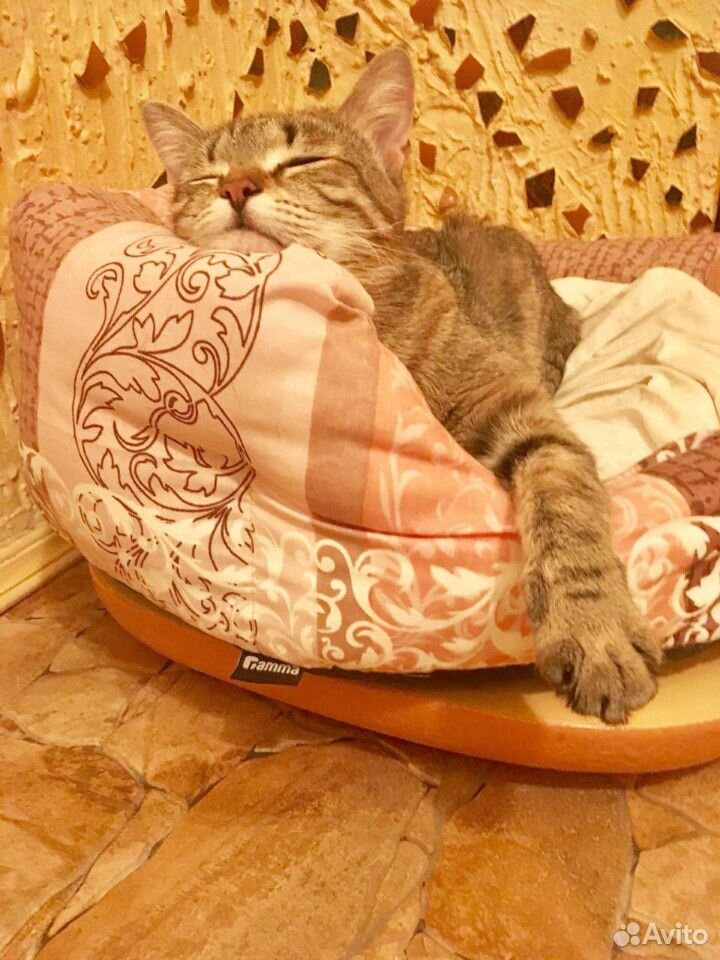 Кошечка Сережка ищет мам и пап