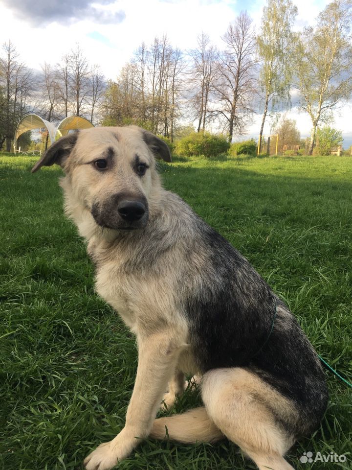 Щенок Алекс в добрые руки