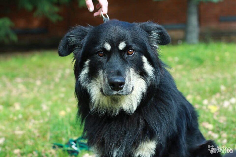 Отдам добрую собаку