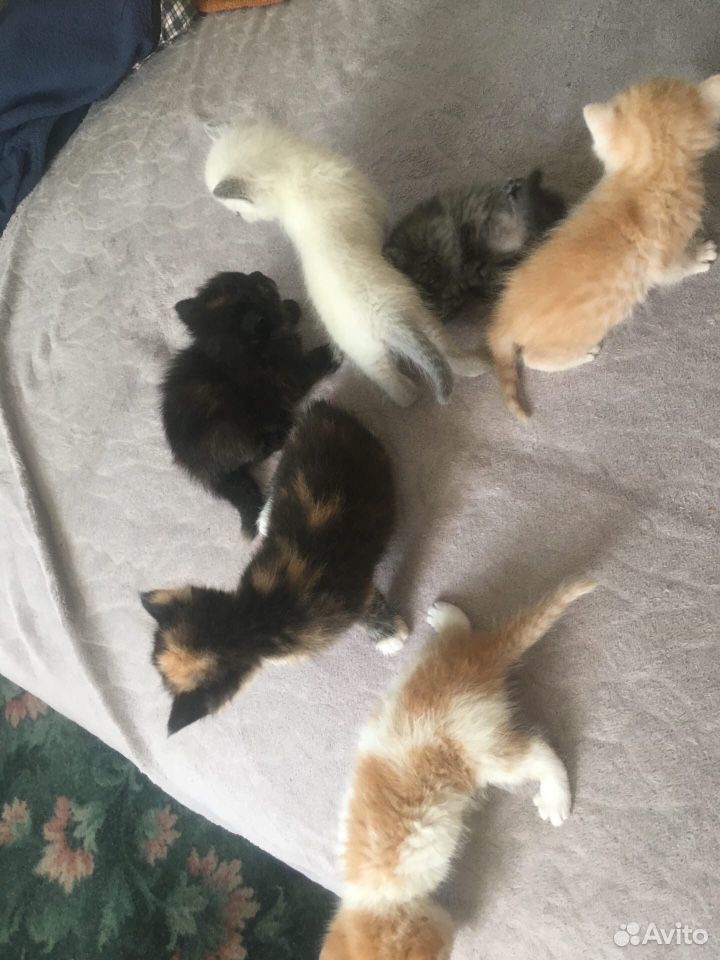 Отдаём котят