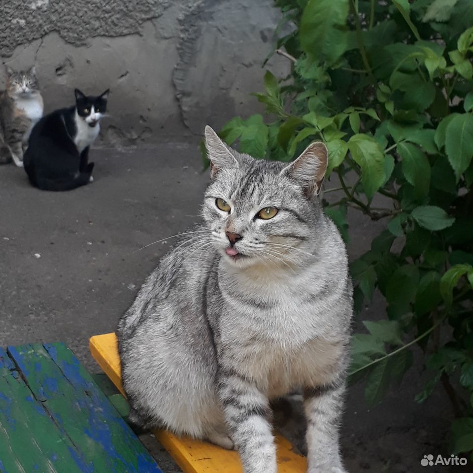 Кошка окрас Вискас