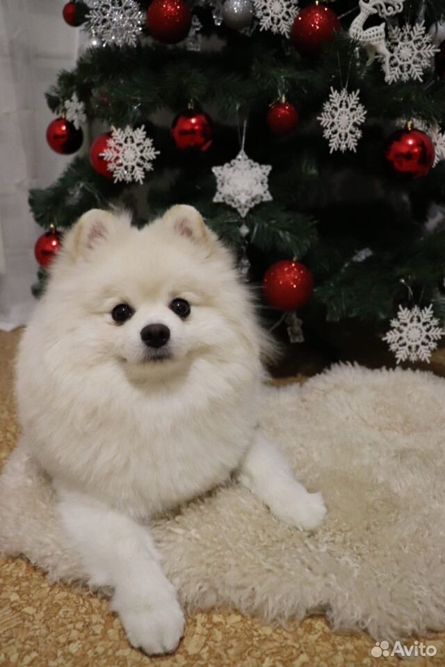 Вязка Шпиц Немец