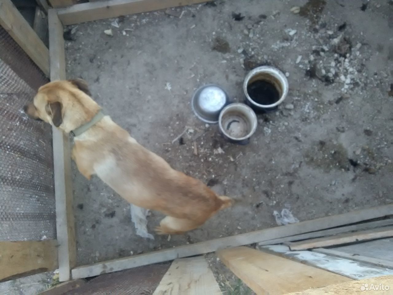 Собака-метис амстаффа и немецкой овчарки