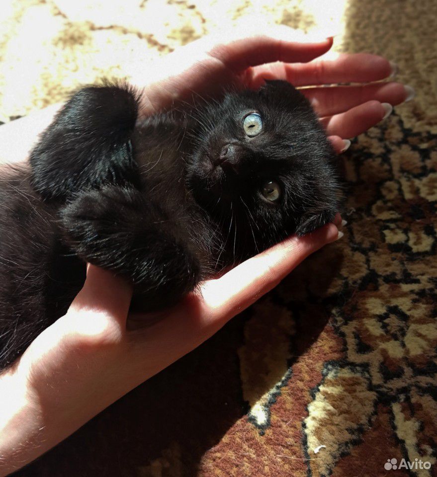 Отдам котят, мама полубританка, папа полубританец