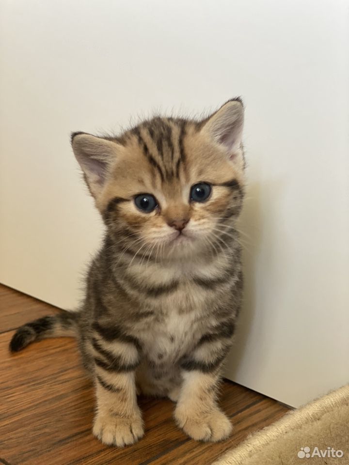 Шотландский мраморный котенок