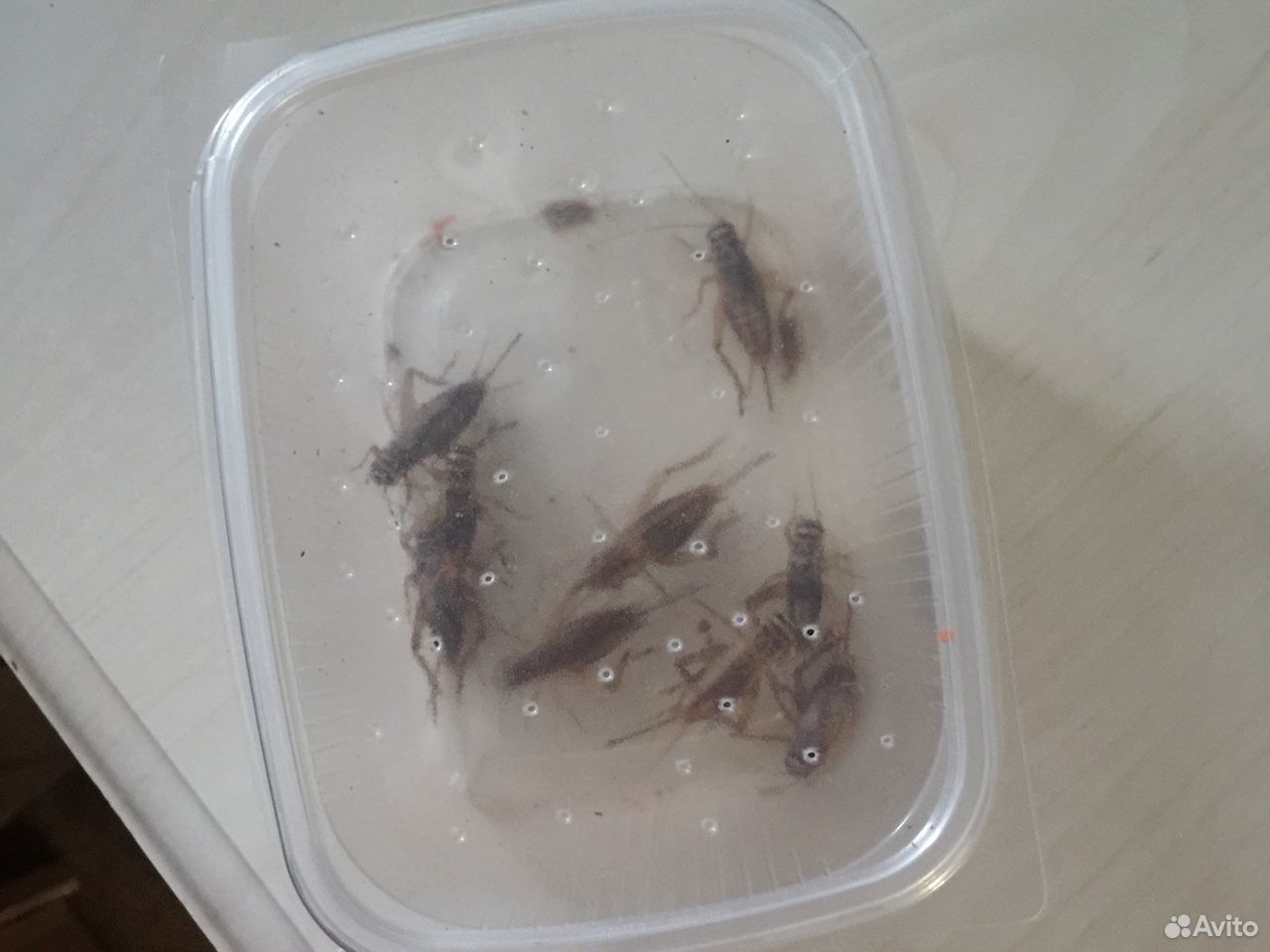 Насекомые на корм