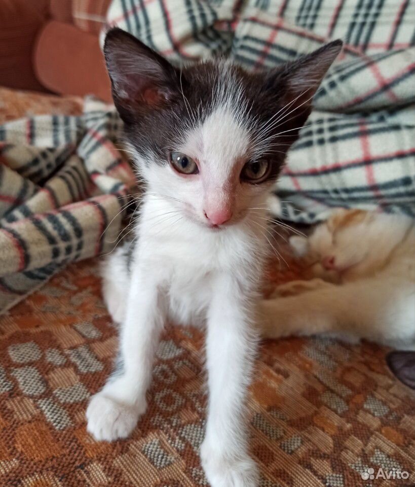 Котенок мальчик бесхвостый
