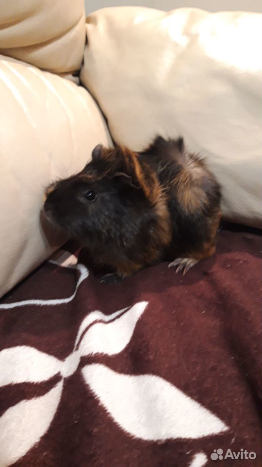 Морская свинка в дар