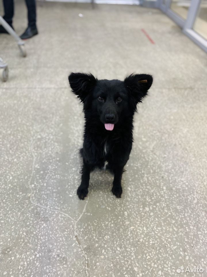 Чернуша в добрые руки