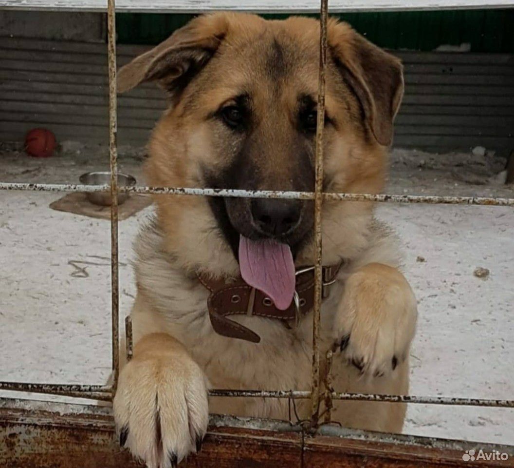 Помесь с чистокровной овчаркой