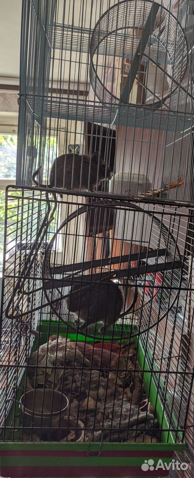 Отдам 2 дегу подростки