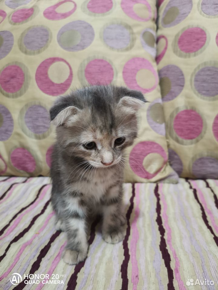 Отдаю в дар двух вислоухих девочек и одного рыжего