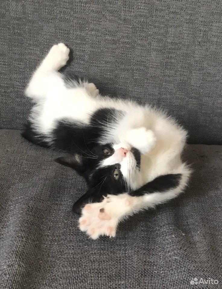 Котёнок далматинец