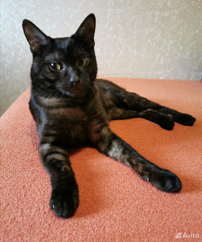 Кот