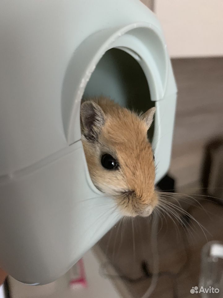 Песчанка