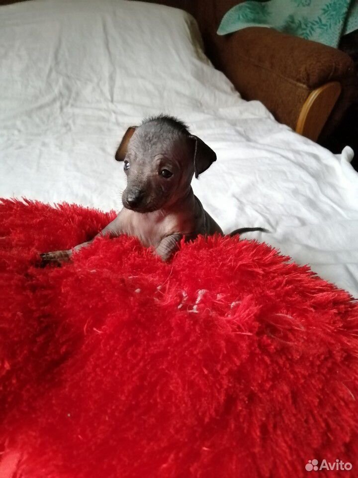 Мексиканская голая