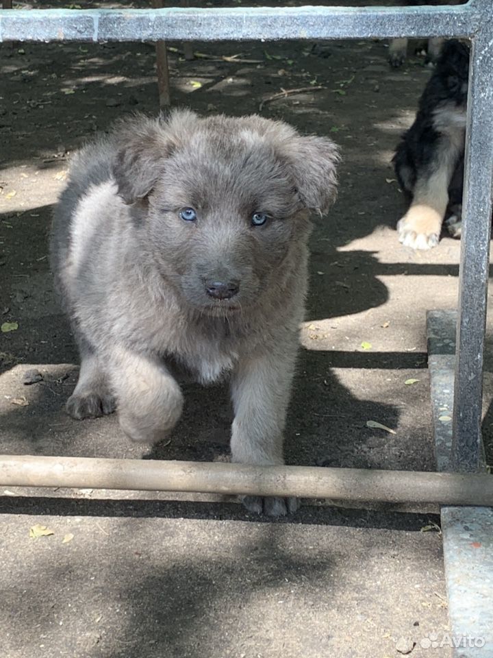 Щенок